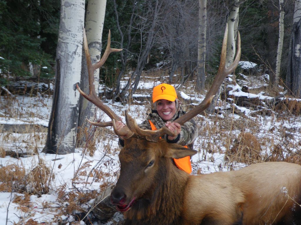 16.elk hunt – Wolf Creek Outfitters – WCO Cattle